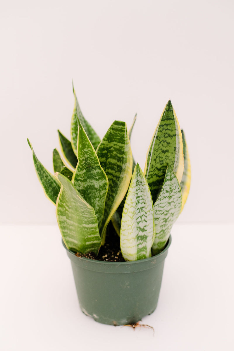 Sansevieria Superba
